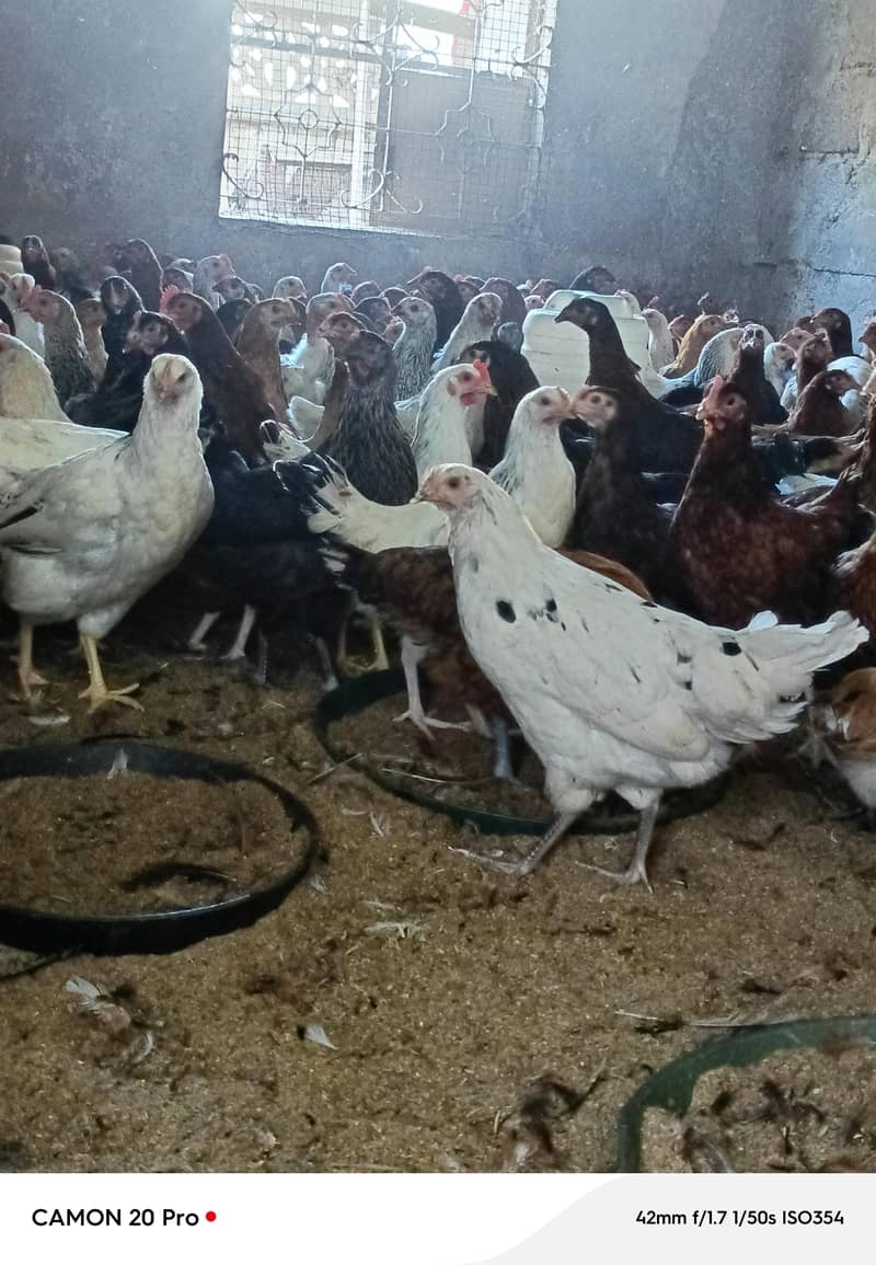 Day old/Brolier/golden chick's/ eggs laying hens |/pathy pathiya - Hens ...