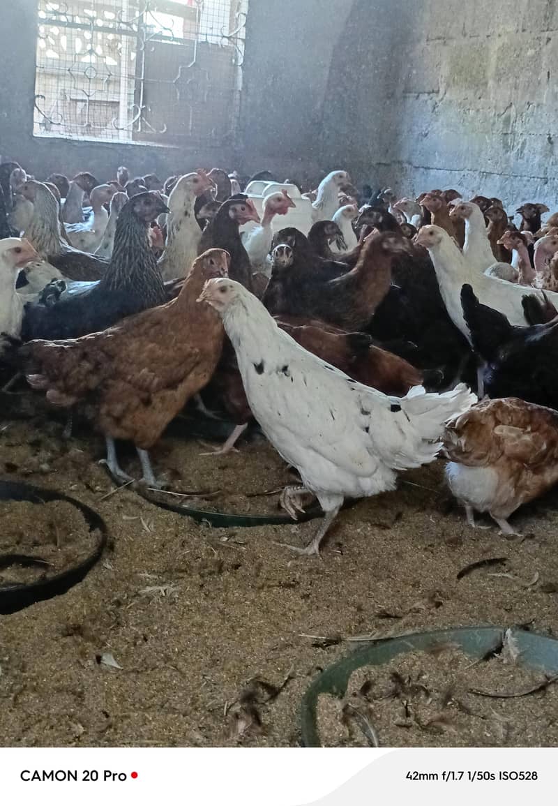 Day old/Brolier/golden chick's/ eggs laying hens |/pathy pathiya - Hens ...