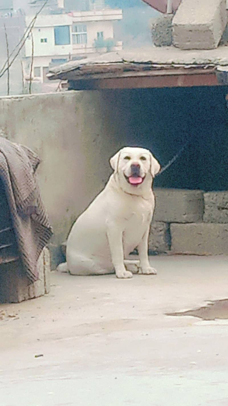 Labra female for sale . Exchange for Husky& jerman shepherd - Dogs ...