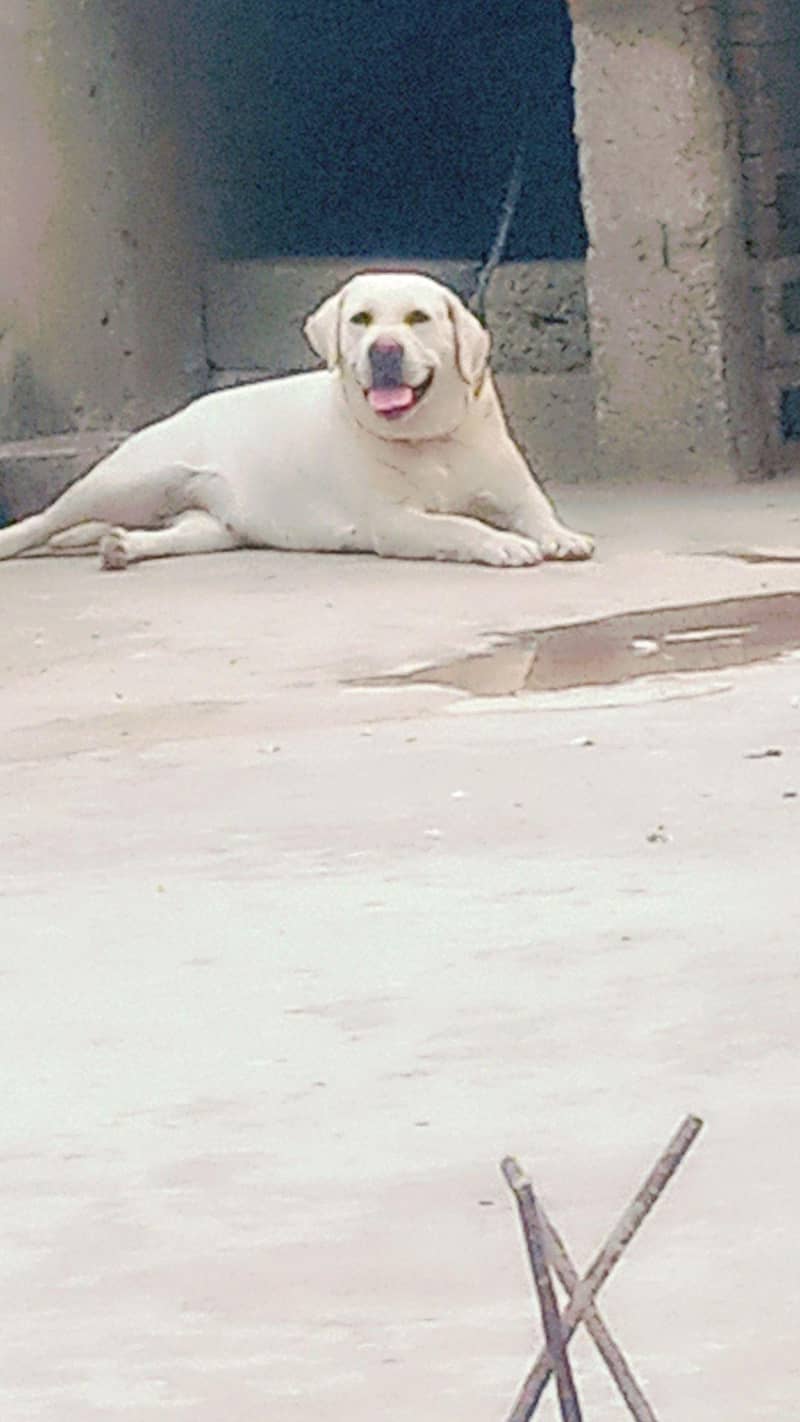 Labra female for sale . Exchange for Husky& jerman shepherd - Dogs ...