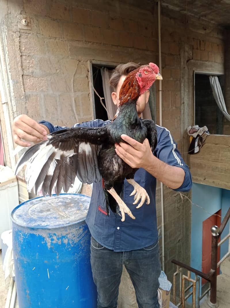 high class lakha male 03711036880 - Hens - 1109646041