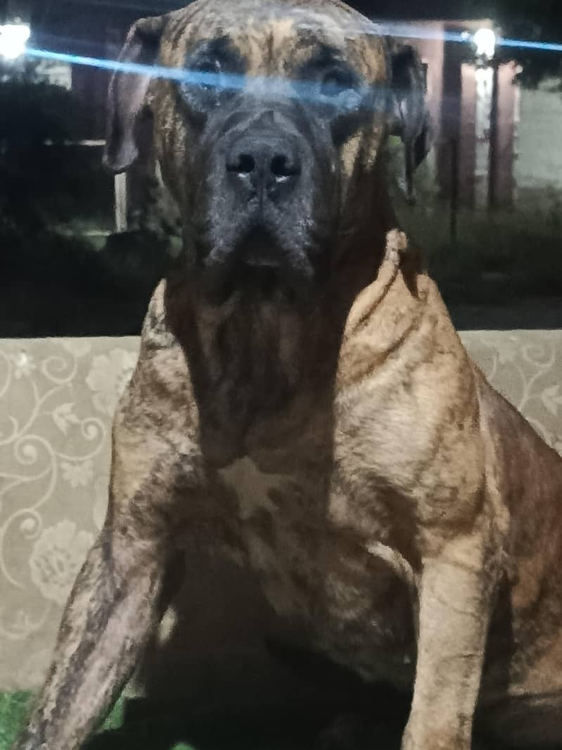 top line and Finest parisa dog breed available - Dogs - 1109651055