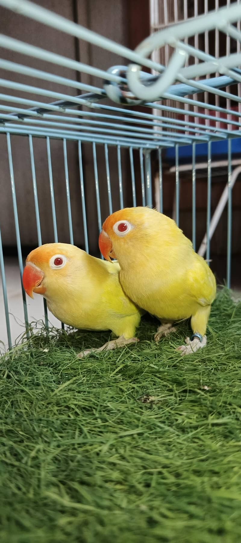 cremino | parblue opline split ino | grey hand tame cocktail - Parrots ...