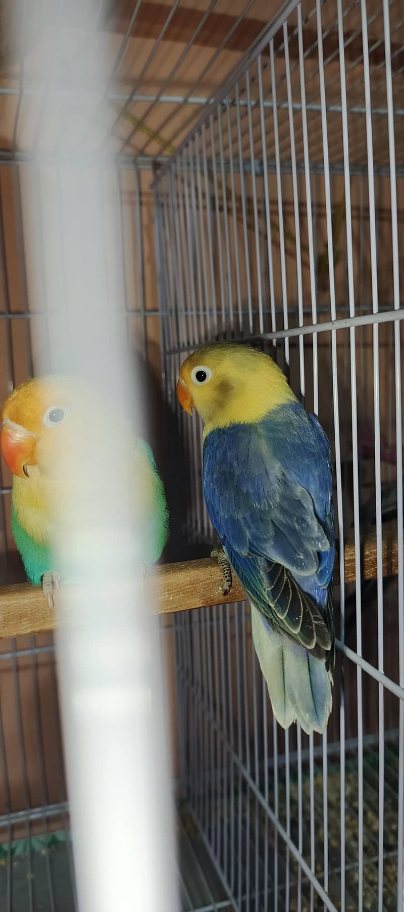 cremino | parblue opline split ino | grey hand tame cocktail - Parrots ...