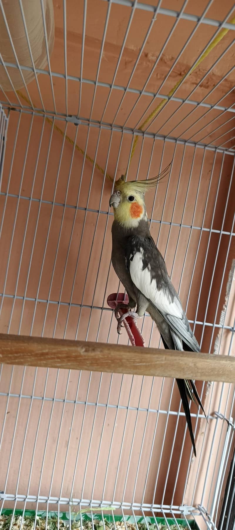 cremino | parblue opline split ino | grey hand tame cocktail - Parrots ...