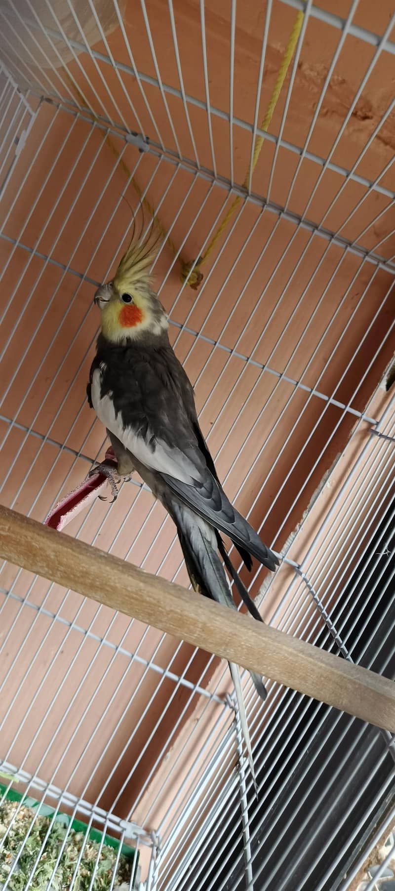 cremino | parblue opline split ino | grey hand tame cocktail - Parrots ...