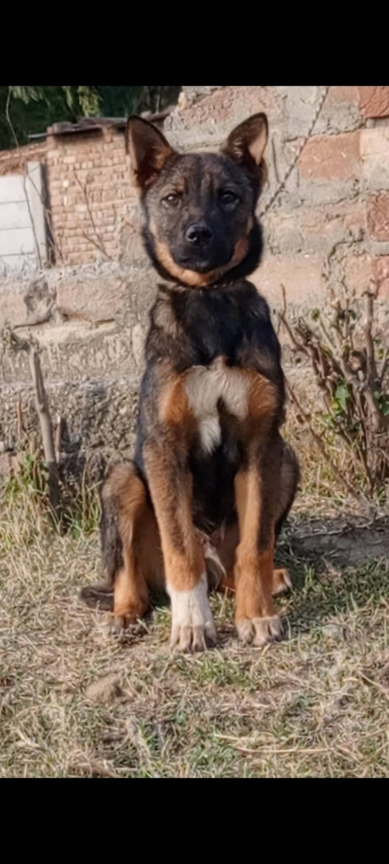 Alsatian mail 3 months for sale - Dogs - 1108849102