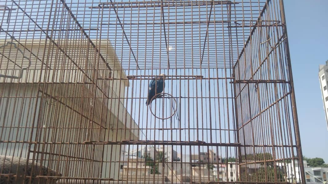 lovebird jawa finch dove for sale - Parrots - 1109672444