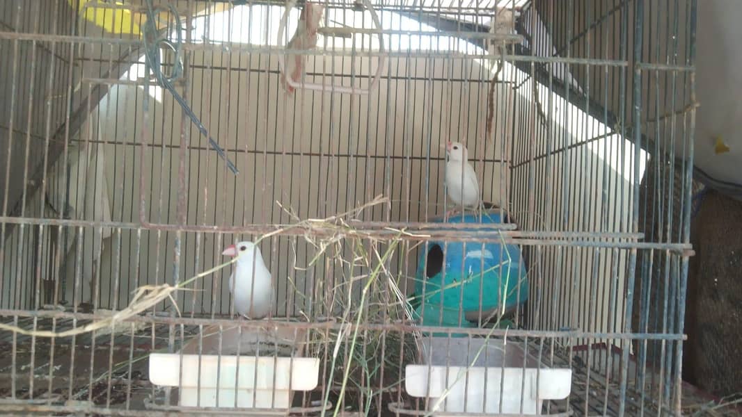 lovebird jawa finch dove for sale - Parrots - 1109672444