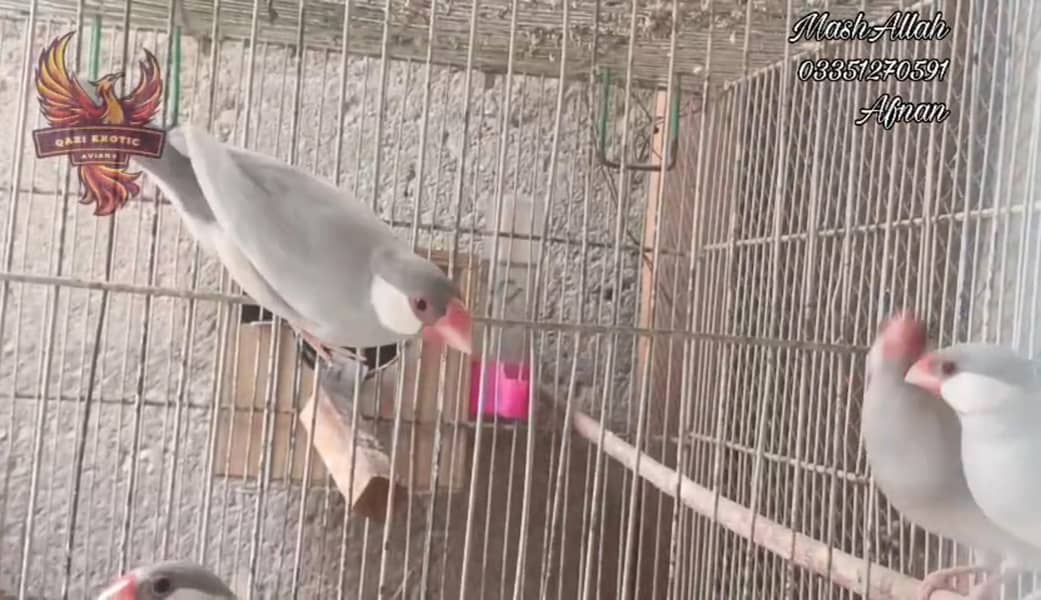 Gouldian, Love Bird and Java Pairs - Finches - 1109676623