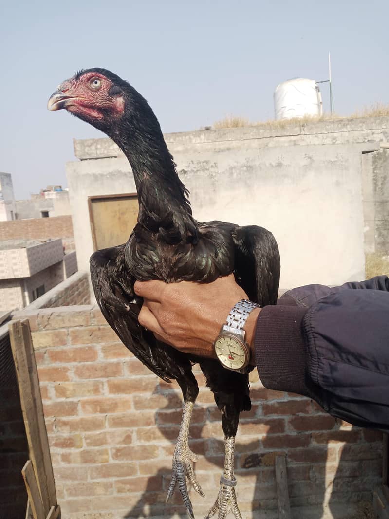 pakistani Band gadi female - Hens - 1109636016