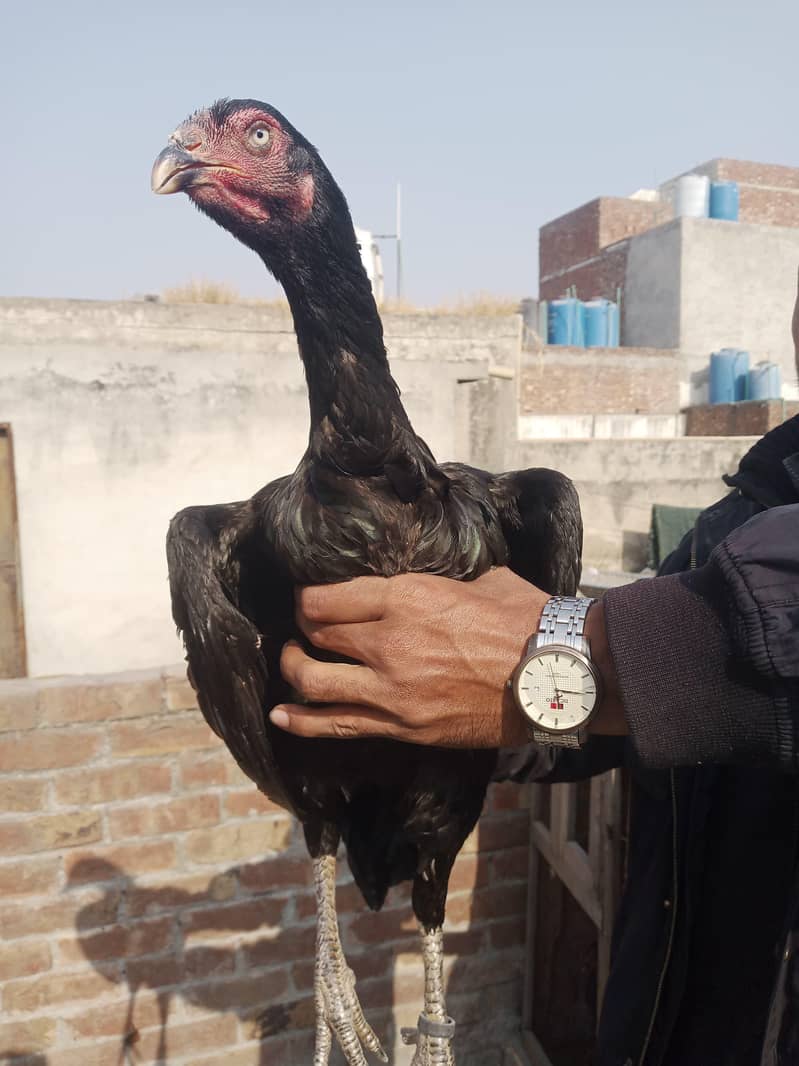 pakistani Band gadi female - Hens - 1109636016