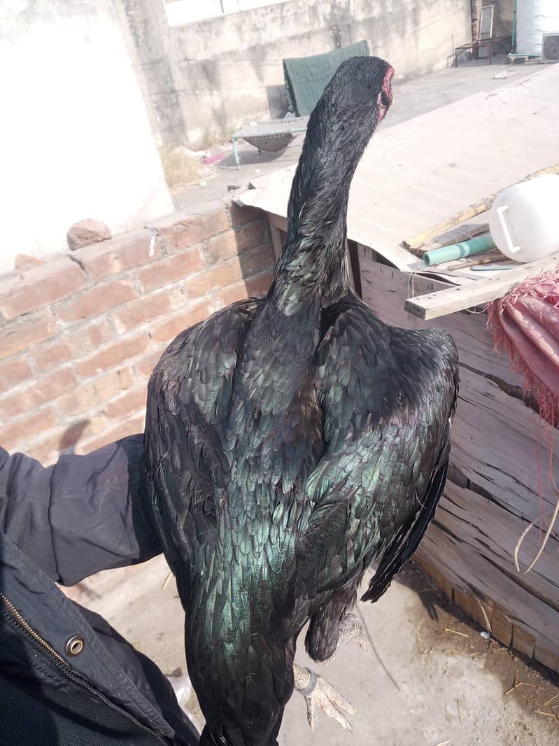 pakistani Band gadi female - Hens - 1109636016