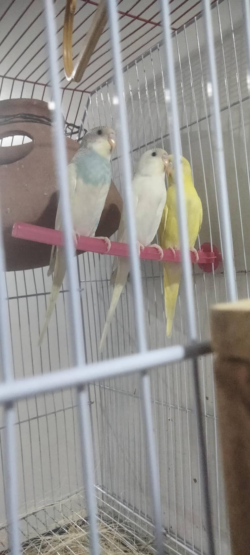 trio pair 2 females 1 male honme breed - Parrots - 1109678284
