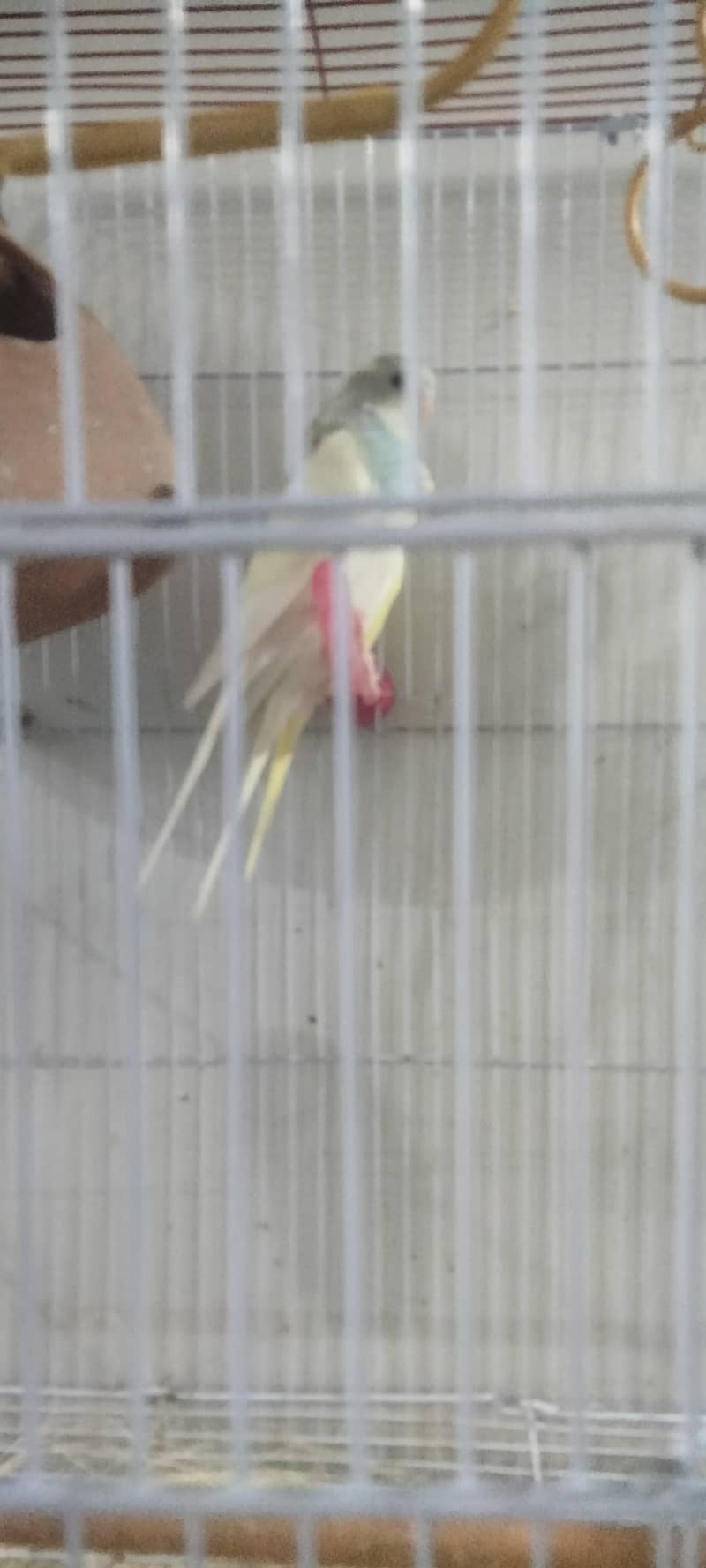 trio pair 2 females 1 male honme breed - Parrots - 1109678284
