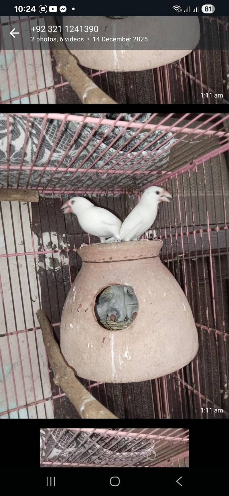 java pair - Finches - 1109682341