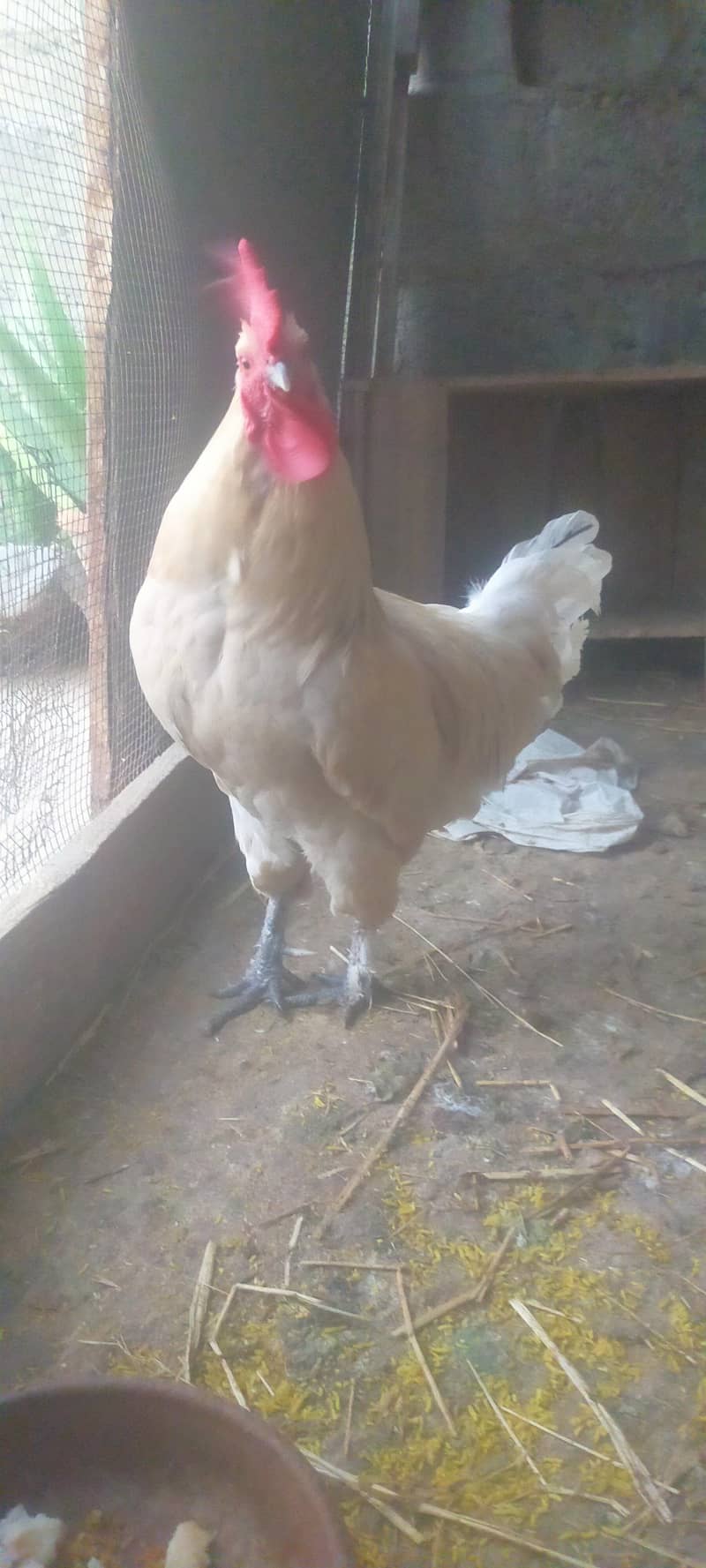 dasi fancy - Other Birds - 1109682632