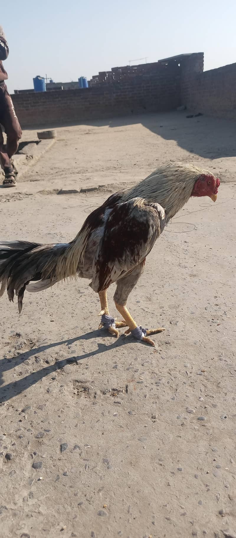 high class Aseel - Hens - 1109693774