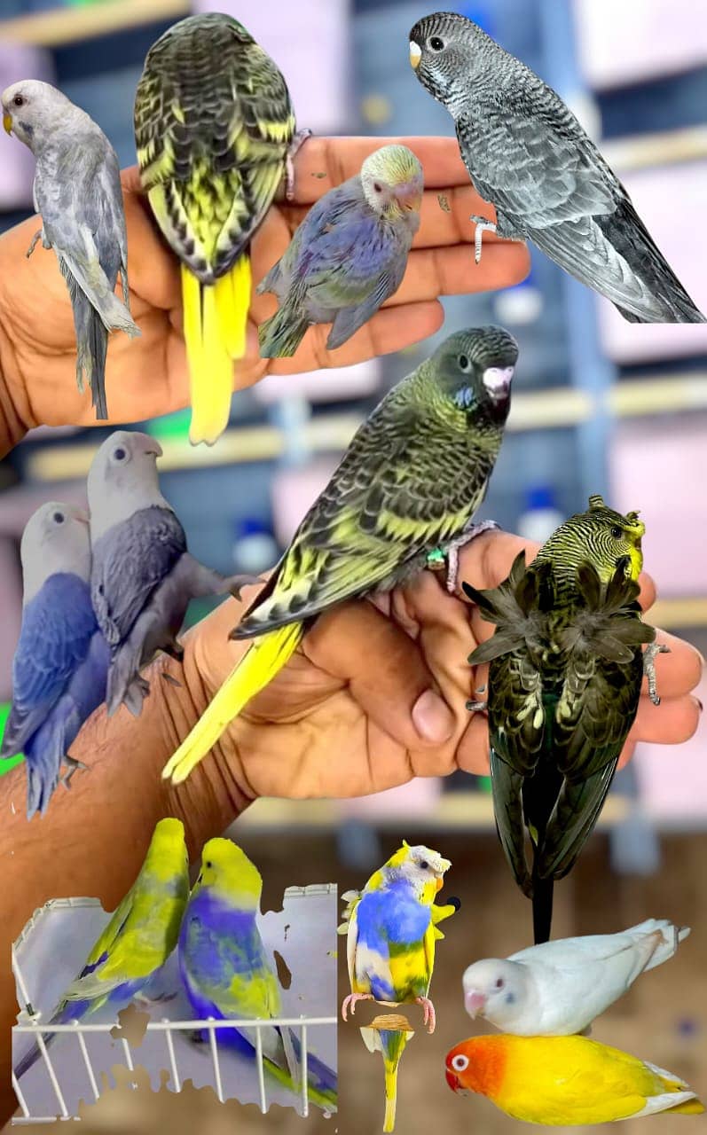 Bajree Birds | Albino | Black Face | Black Wings | Combos |Parrots ...