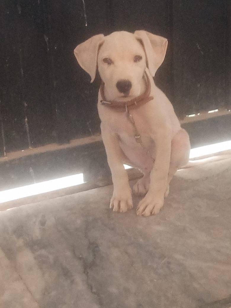 pure bully gulter - Dogs - 1109699242