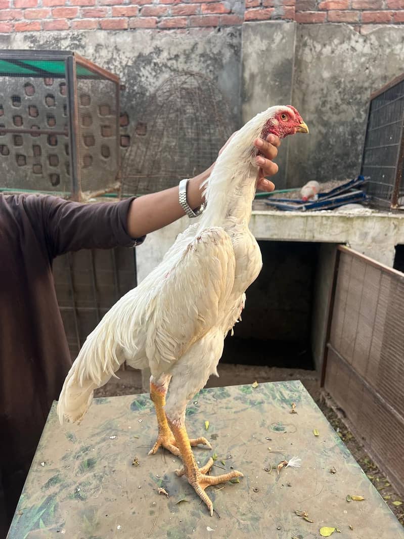 German shamu pathe pathian ready to breed - Hens - 1109700736