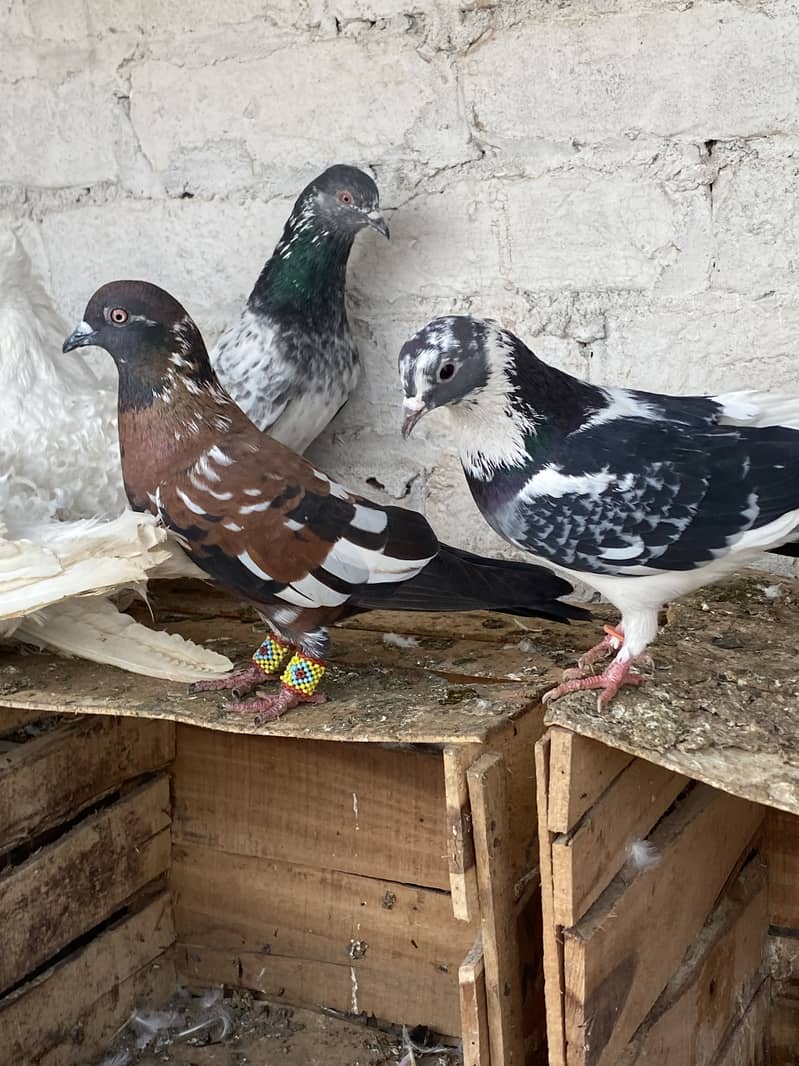 Healthy and active pigeons - Pigeons - 1109708869