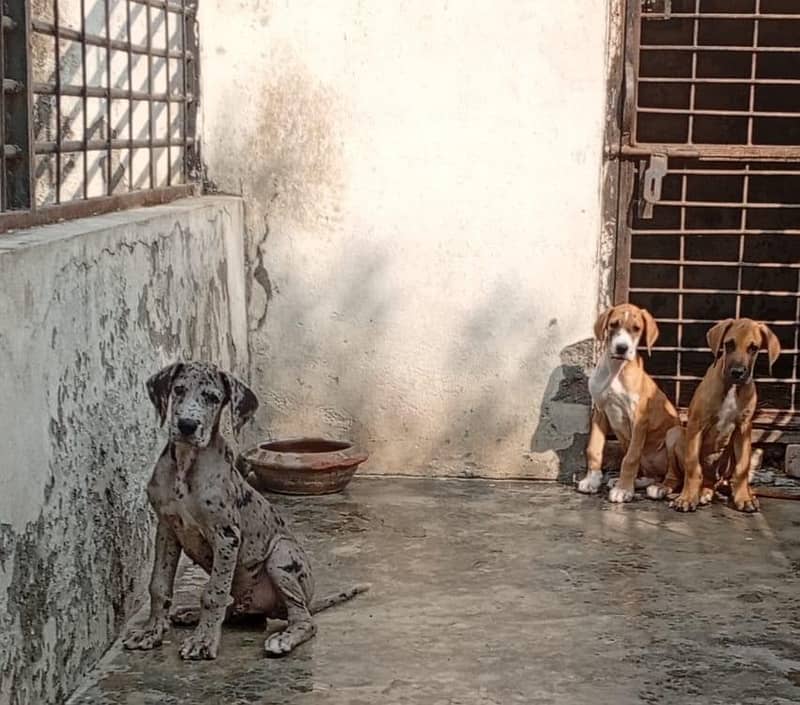 Great Dane male female puppies available for new homes - Dogs - 1109721908