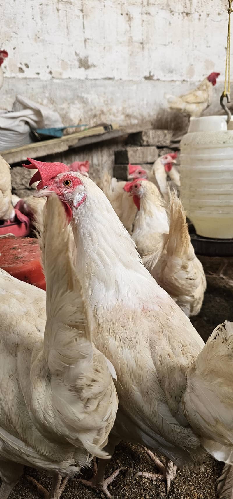 LSL ultra - Hens - 1109725202