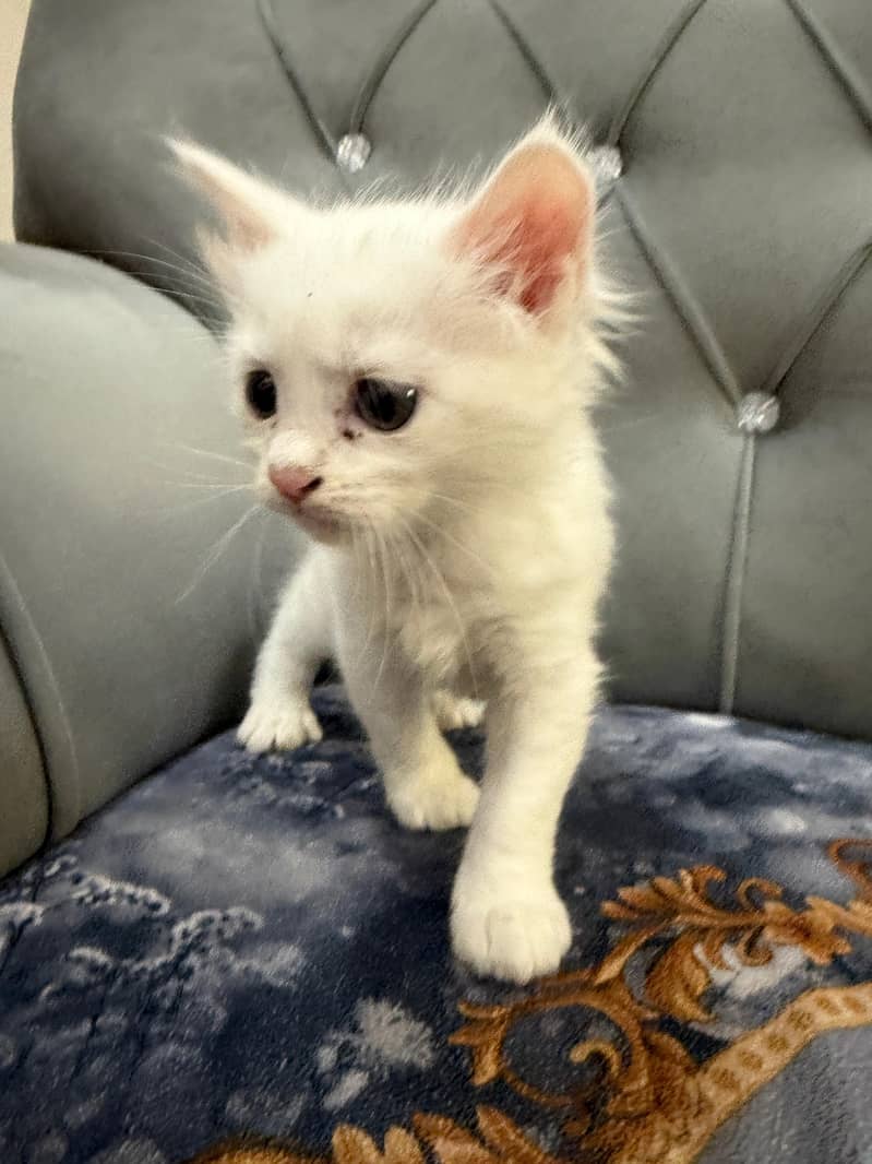 Buht he zyda pyari cats Han single cot Han - Cats - 1109726292