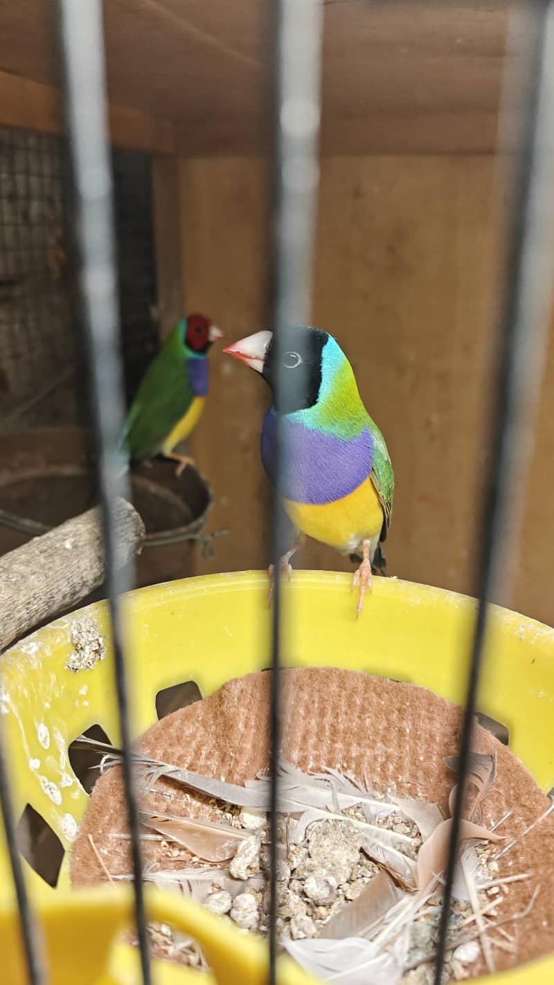 gouldian finch 100% split blue Males - Finches - 1109740209