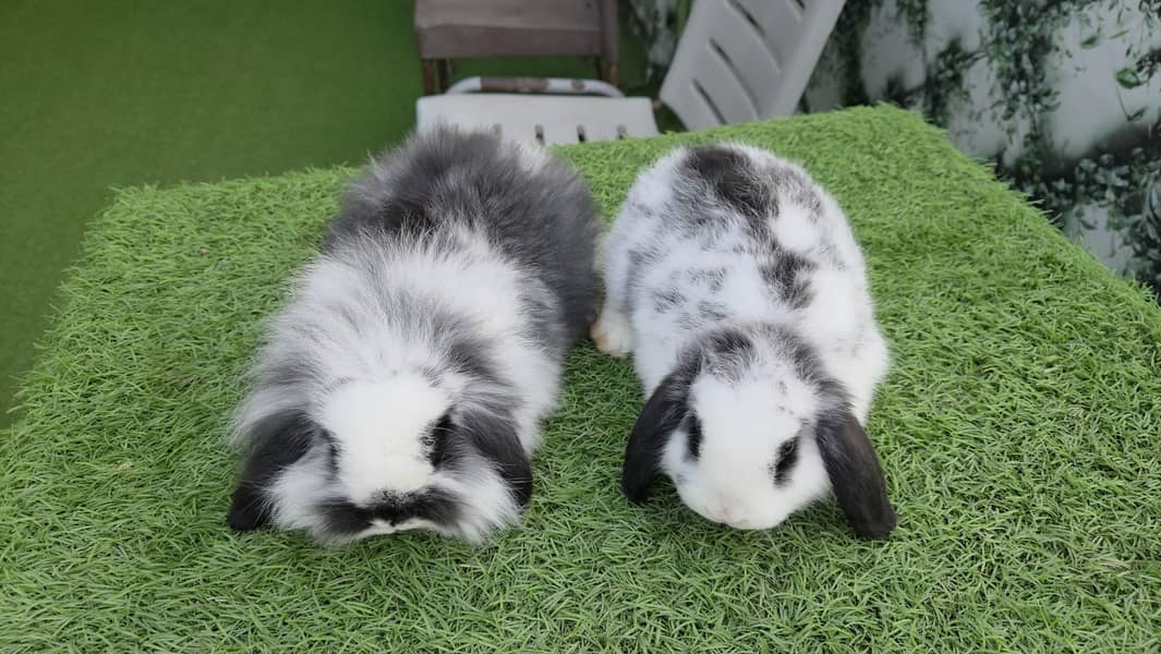 Holland Lop Imported Rabbits - Rabbits - 1109741184