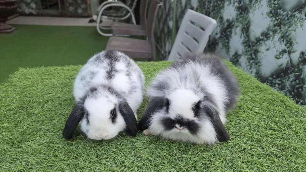 Holland Lop Imported Rabbits - Rabbits - 1109741184