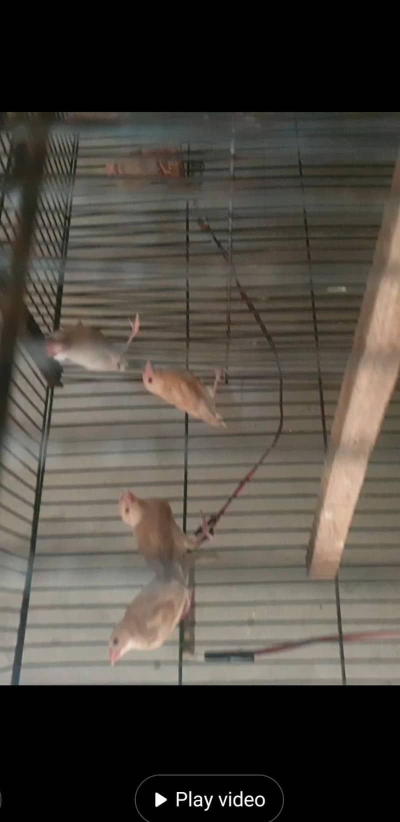 fawn jawa chicks - Finches - 1109742747