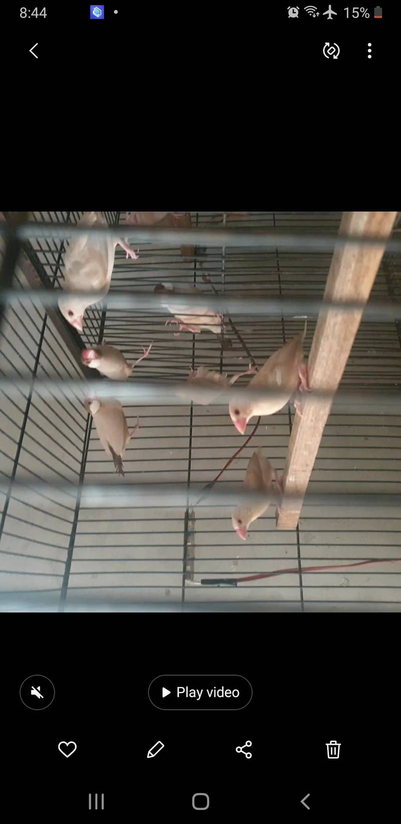 fawn jawa chicks - Finches - 1109742747