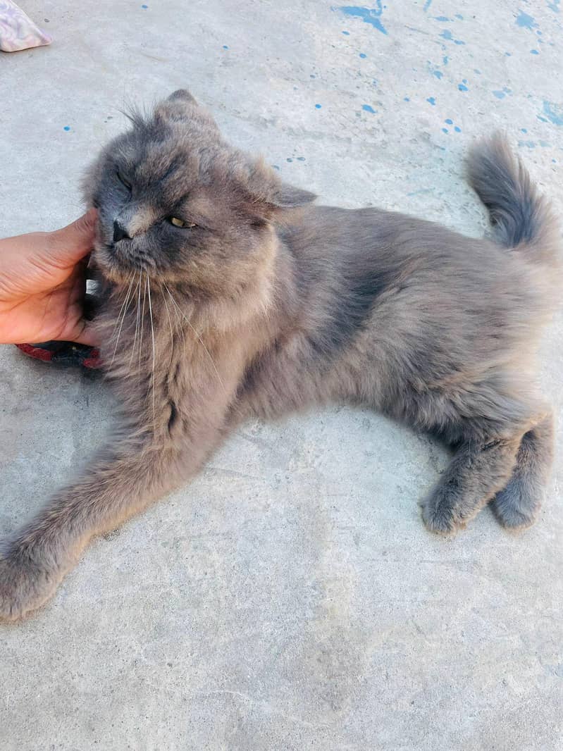 buht pyara and full friendly saf sutra - Cats - 1109744255