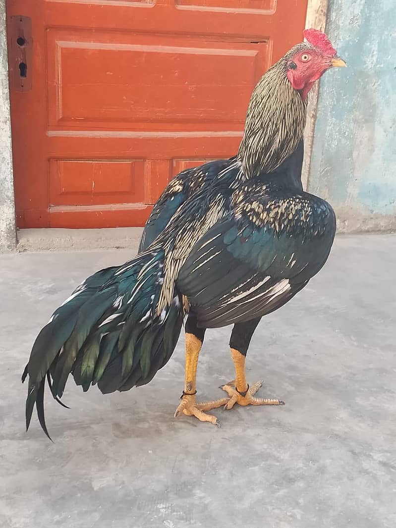 ASEEL JAVA - Hens - 1109748425