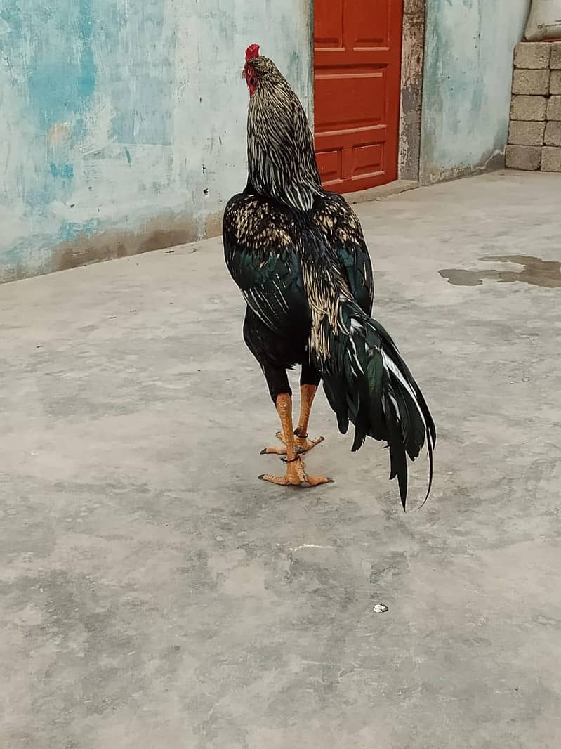 ASEEL JAVA - Hens - 1109748425