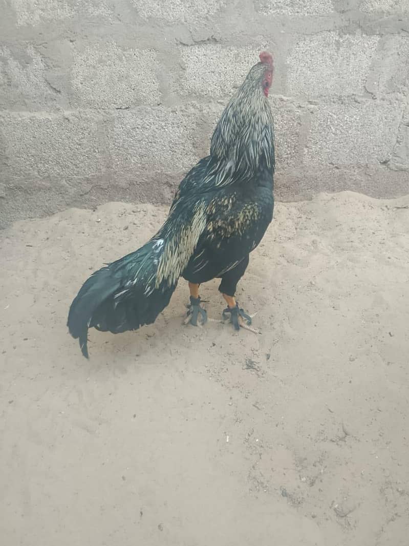 ASEEL JAVA - Hens - 1109748425