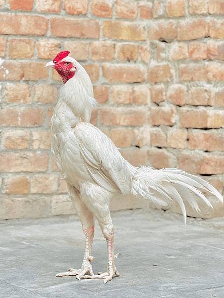 aseel - Hens - 1109751641