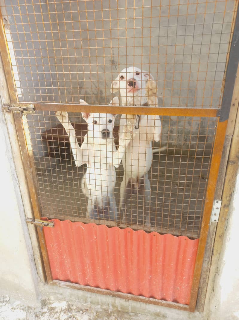 female dog very friendly and active - Dogs - 1109752165