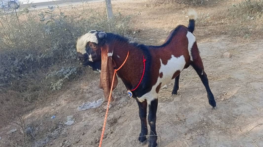 Nagra Goat || Pure nagra beetle Bakray || Desi bakray for sale ...