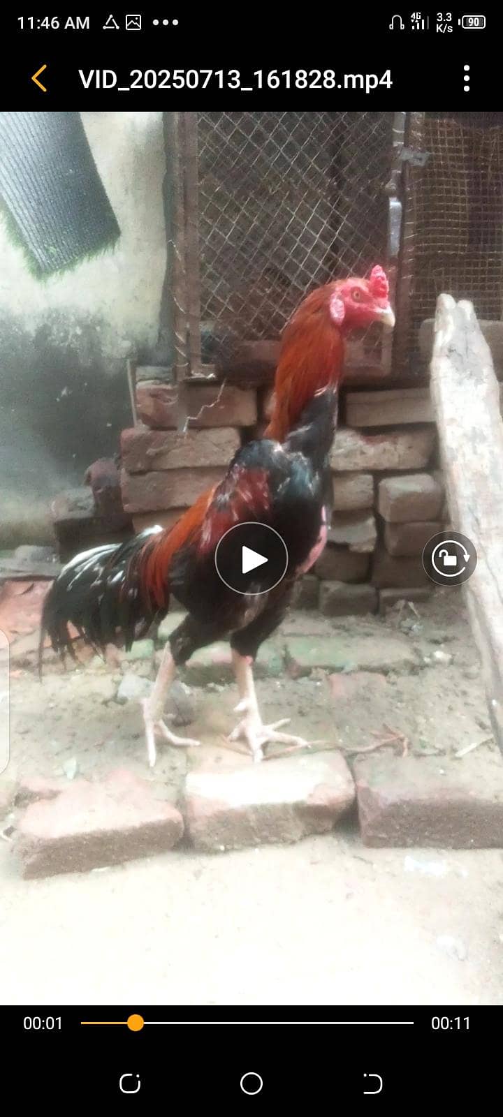 Aseel shamon Hint Thai lacker caras - Hens - 1109755286