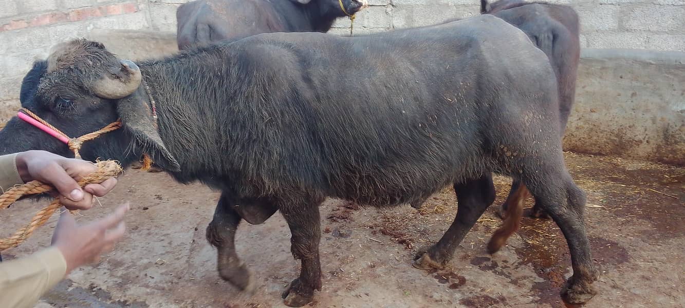 male clft sale - Buffalos - 1109761483