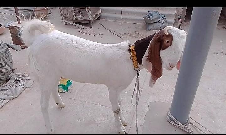 White Goat (Female) - Goats - 1106743115