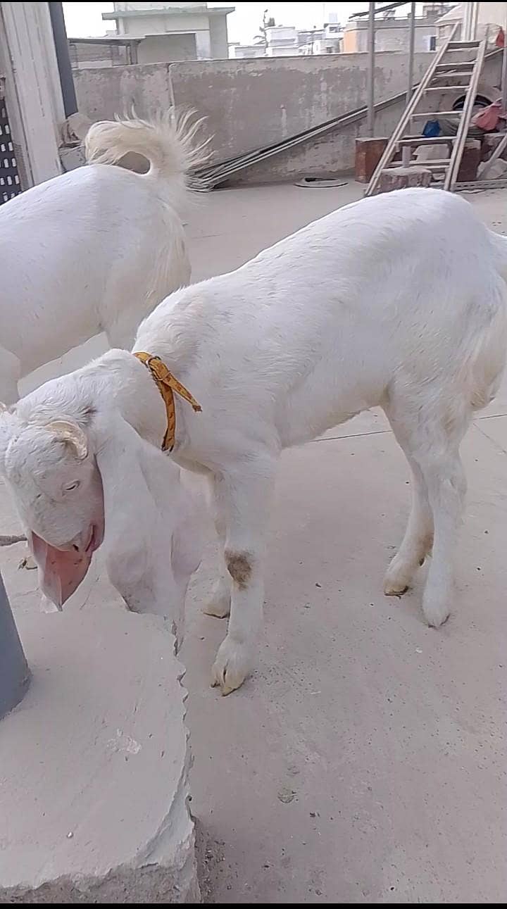 White Goat (Female) - Goats - 1106743115