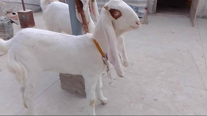 White Goat (Female) - Goats - 1106743115