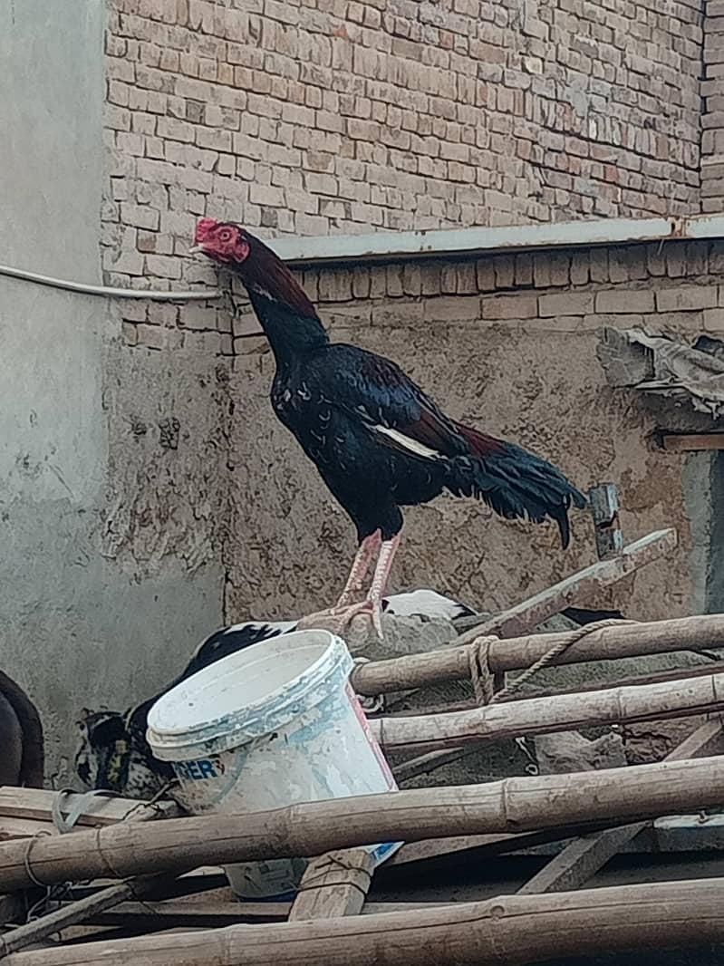 aseel - Other Animals - 1109765760