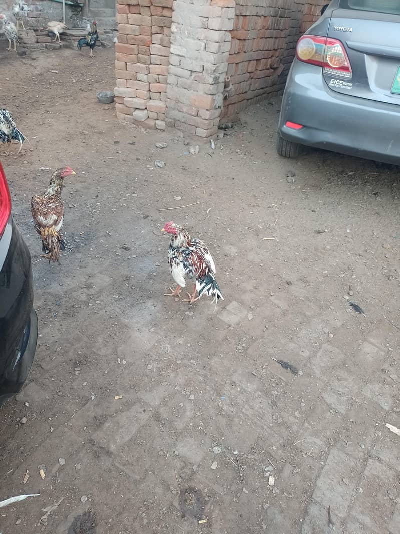 aseel - Other Animals - 1109765760