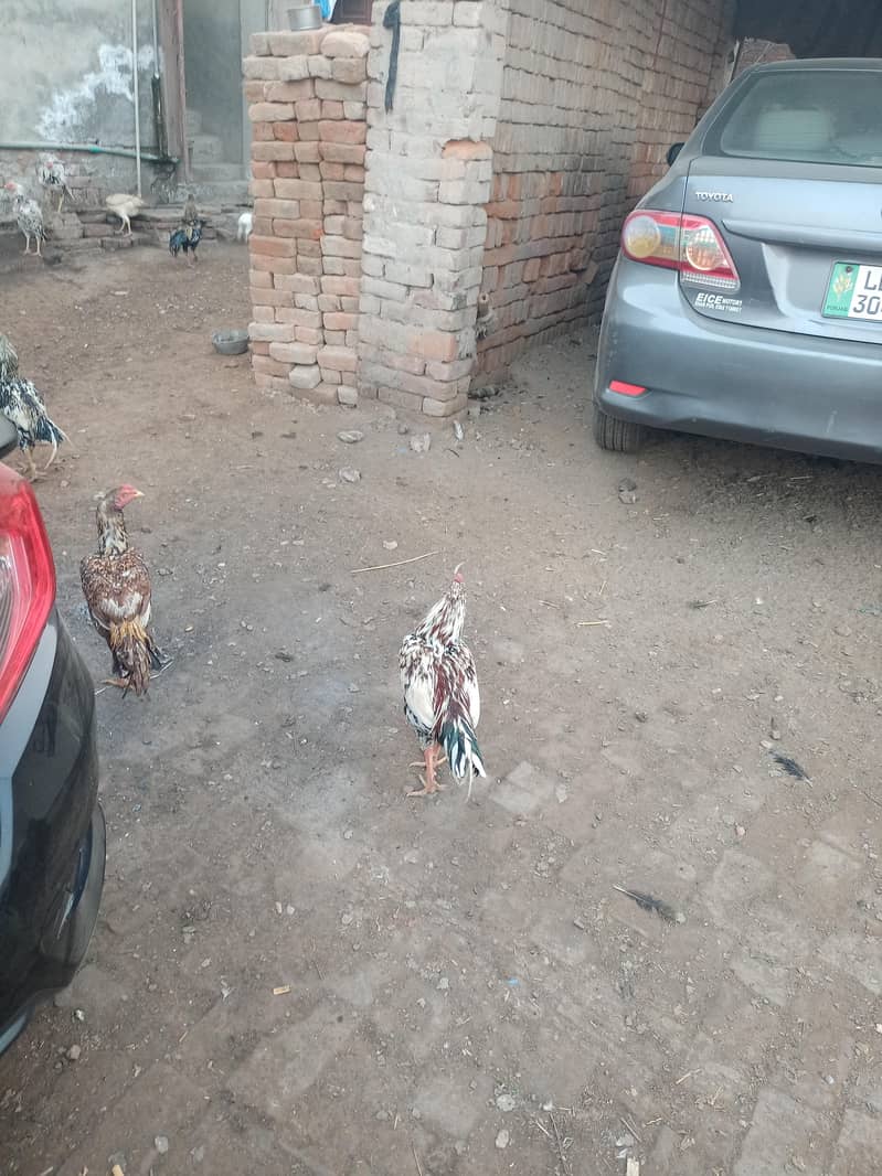 aseel - Other Animals - 1109765760