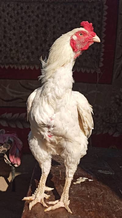 aseel pair for urgent sale - Hens - 1109767559